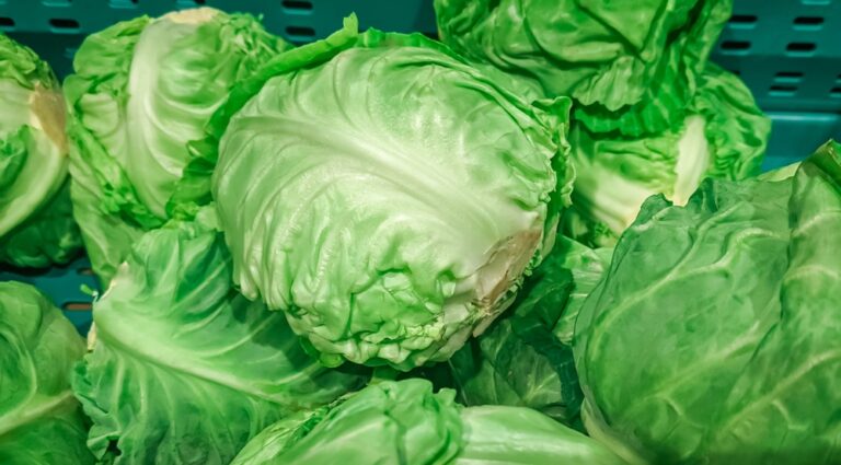 Easy Steps to Can Cabbage