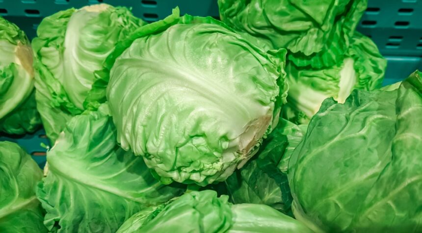 Easy Steps to Can Cabbage